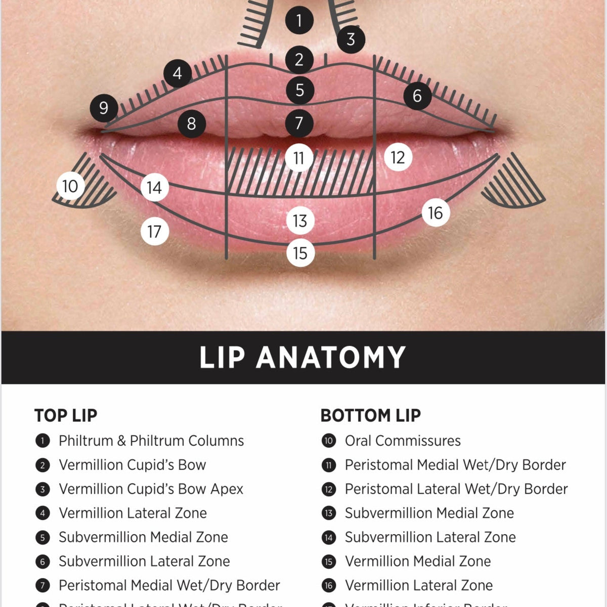 Lip Anatomy Poster – Two Face Aesthetics US